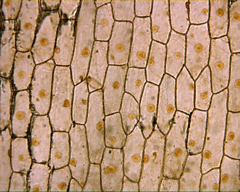 2. Onion Cell Analysis – Woven Learning and Technology 501.c3
